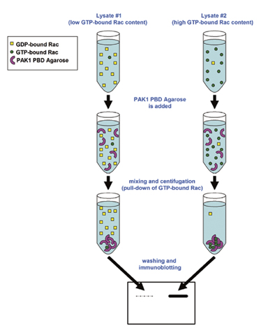Rho Activation Assays